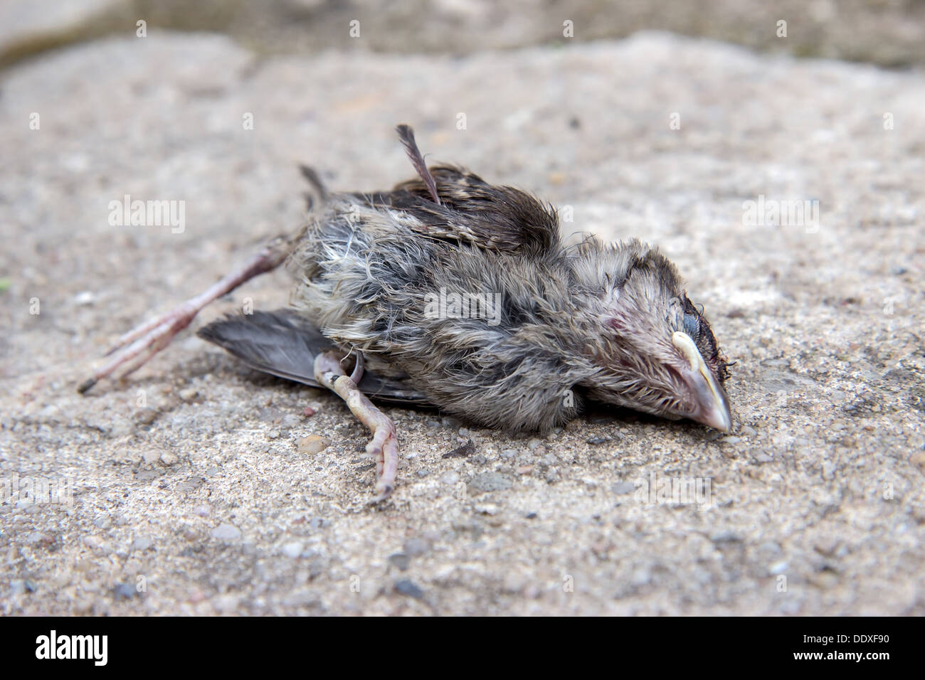 Dead bird lying on stone Stock Photo - Alamy