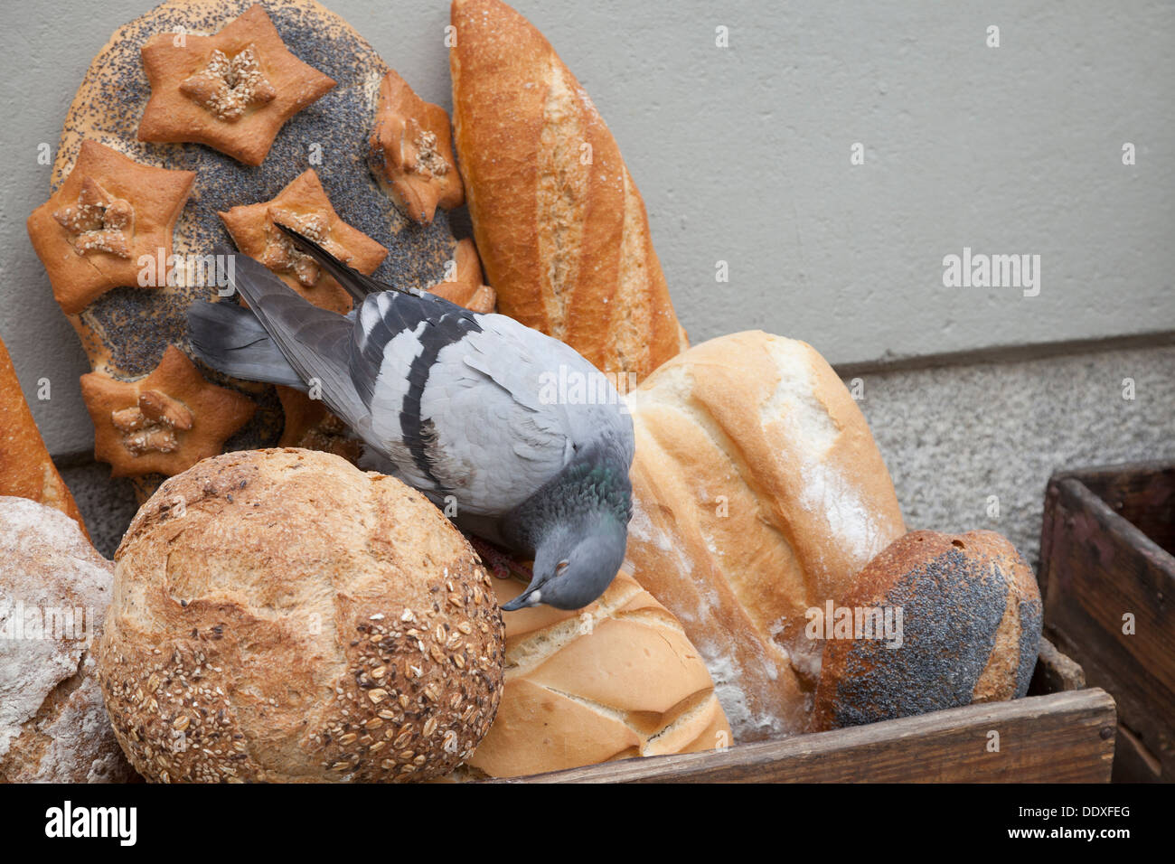 Pigeon feeding from loaves of artisan bread in at a restaurant in Los ...