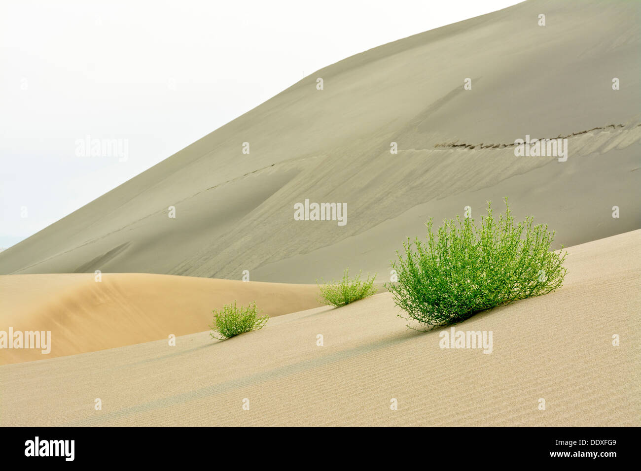 Desert bushes hi-res stock photography and images - Alamy
