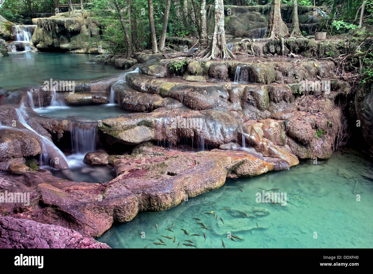 Tier scape hi-res stock photography and images - Alamy