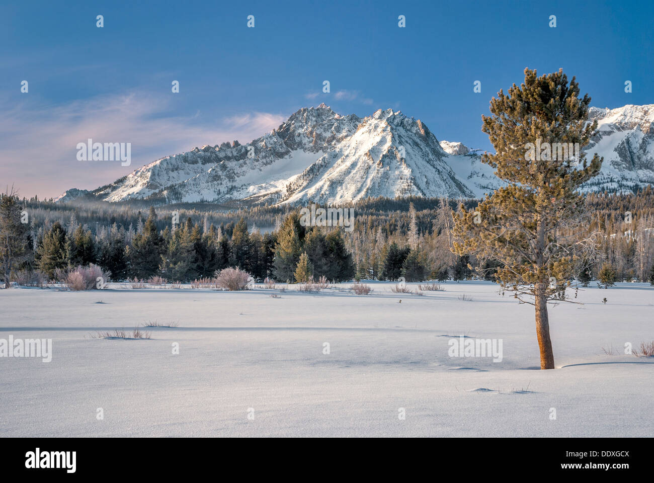 Snow covered field and pine tree winter Stock Photo - Alamy