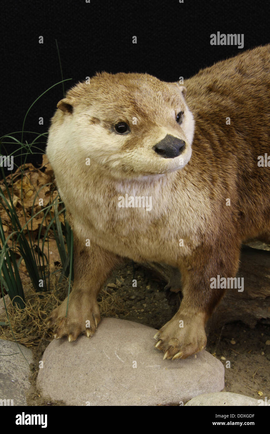 Otter. Taxidermy. Canfield Fair. Mahoning County Fair. Canfield ...