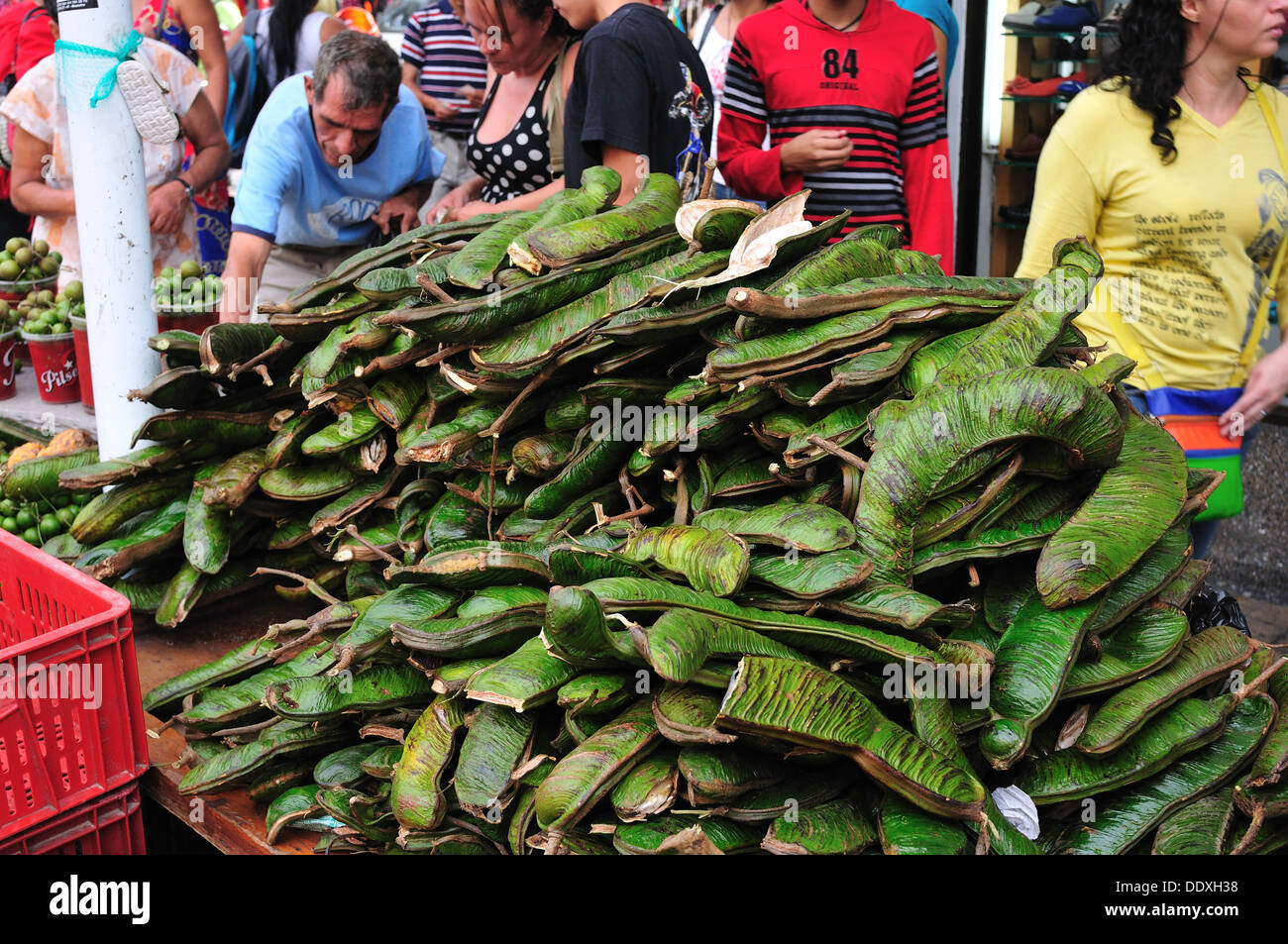 Guama in Parque Berrio - Center of MEDELLIN .Department of Antioquia ...