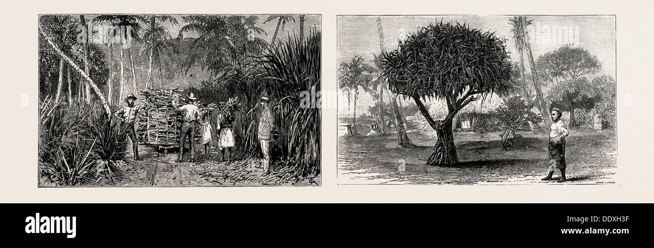 LOADING CANE IN A SUGAR FIELD, FIJI ISLANDS (LEFT); PANDANUS TREE ...