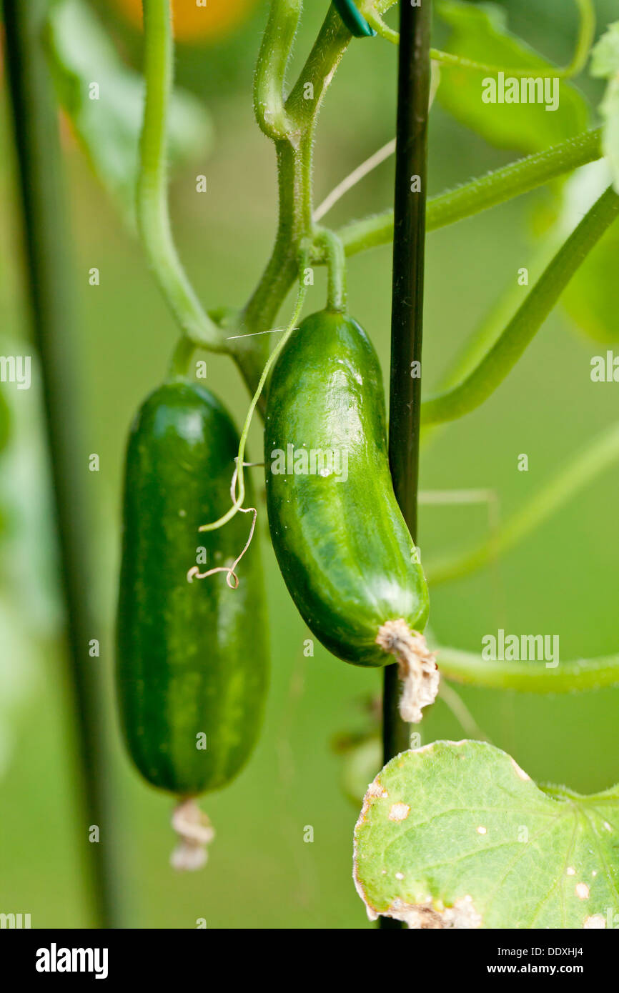 fresh green cucumber plant in garden summer outdoor ripe fruits Stock ...