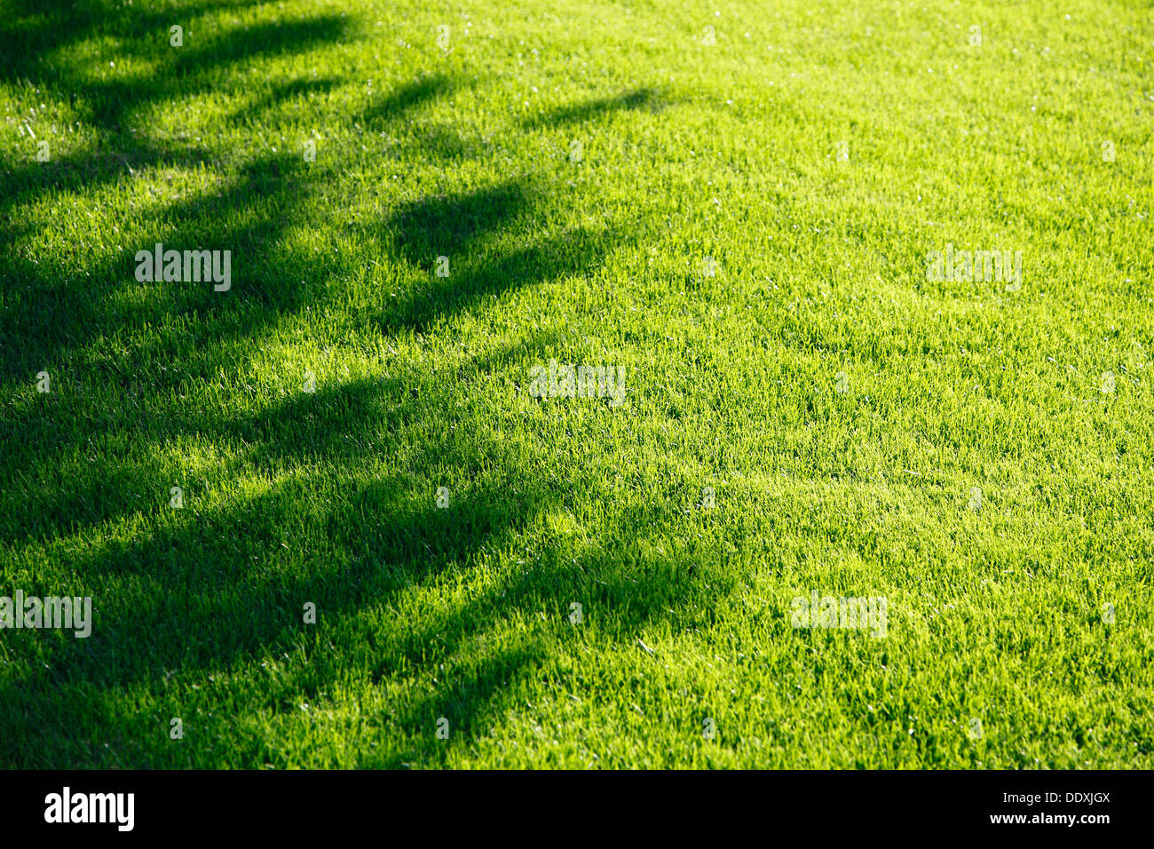 Tree shadows on lawn Stock Photo - Alamy