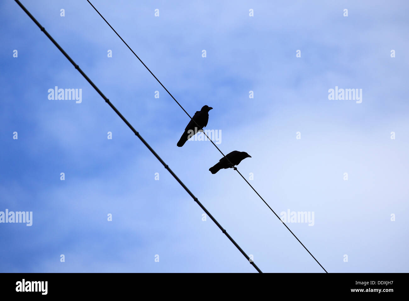 Crows on transmission lines and sky Stock Photo - Alamy