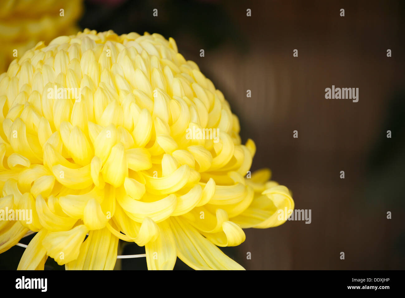 Hardy garden mum chrysanthemum hi-res stock photography and images - Alamy