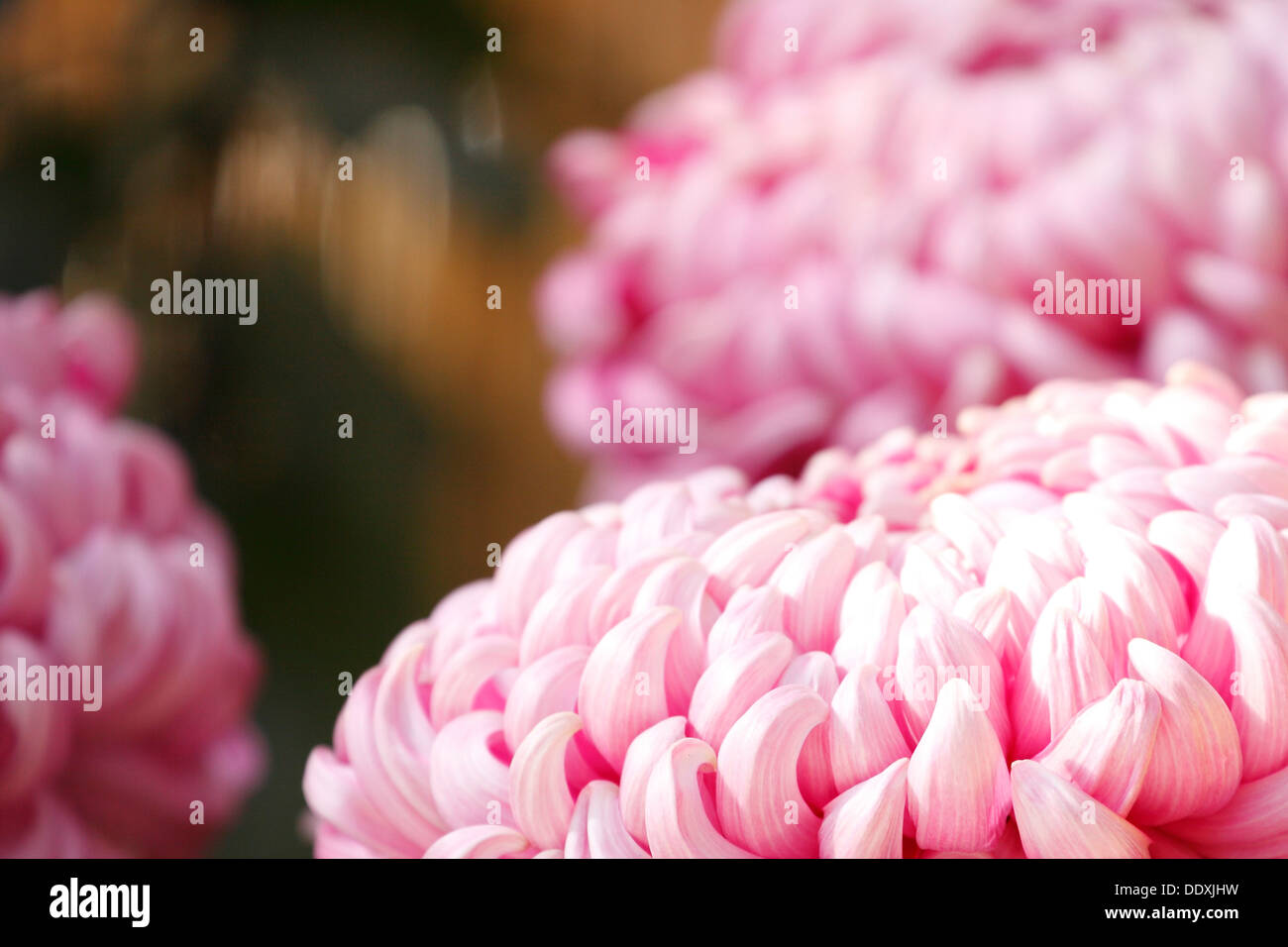 Hardy mums hi-res stock photography and images - Alamy