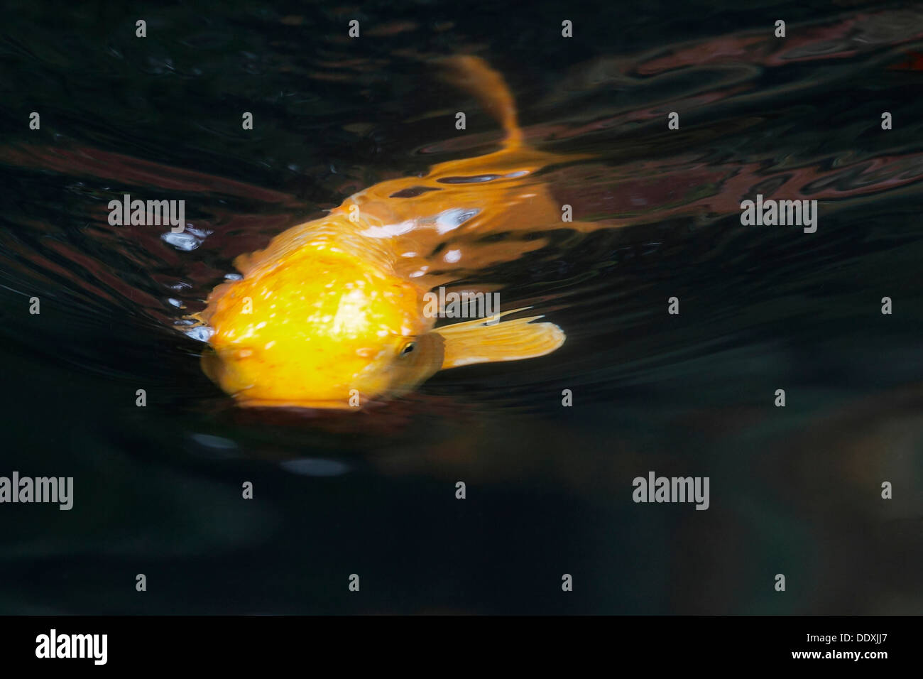 Japanese carp hi-res stock photography and images - Alamy