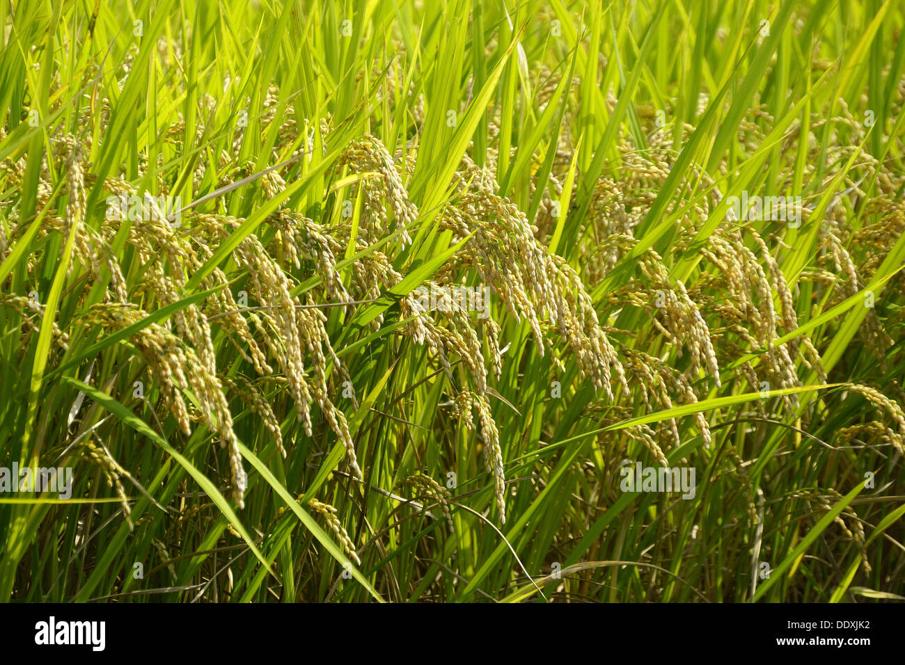 Rice ripening hi-res stock photography and images - Alamy