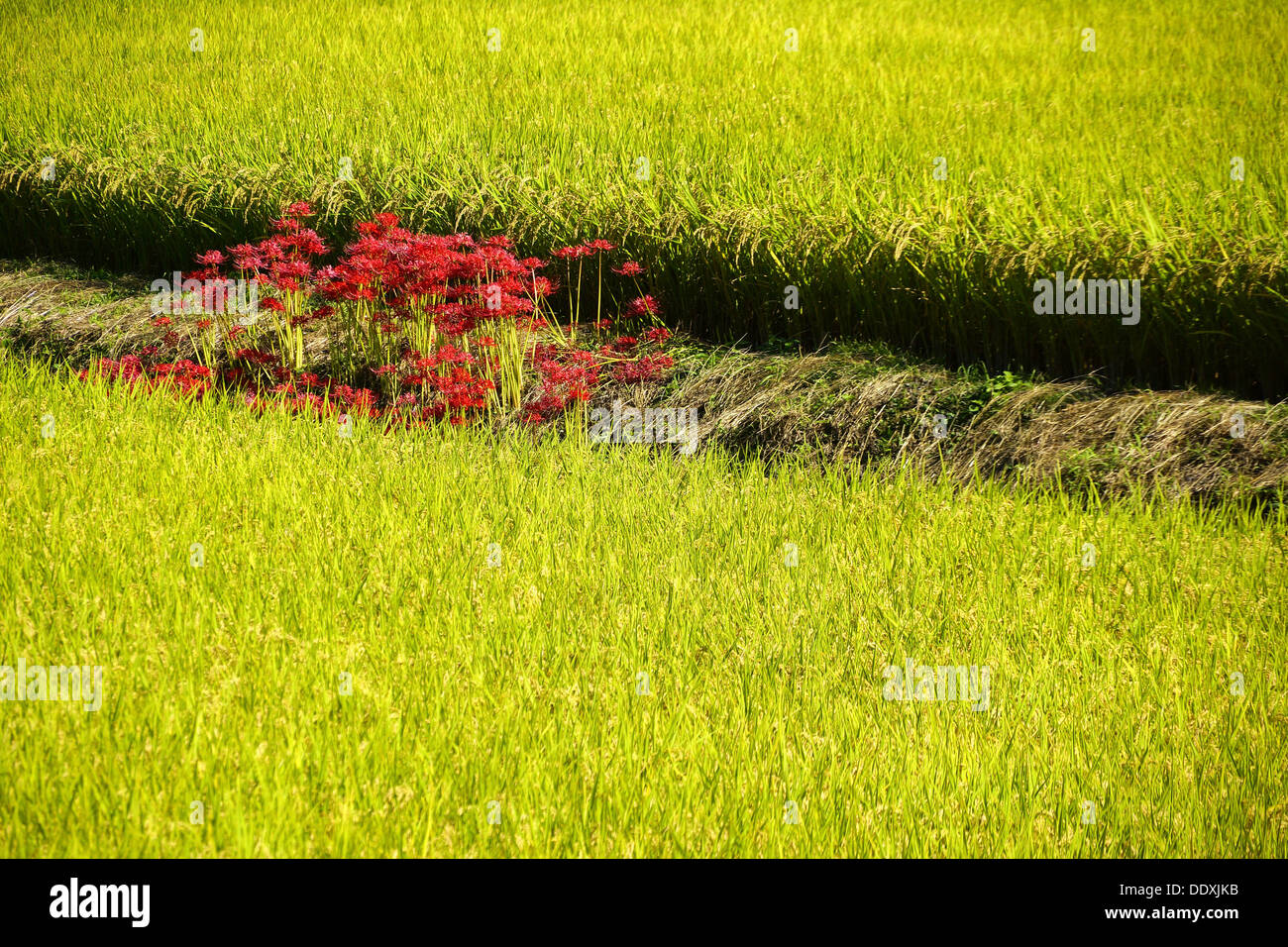 Spider rice field hi-res stock photography and images - Alamy
