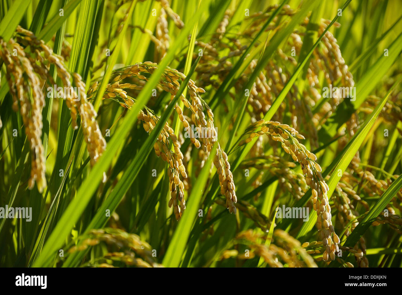 Rice ripening hi-res stock photography and images - Alamy