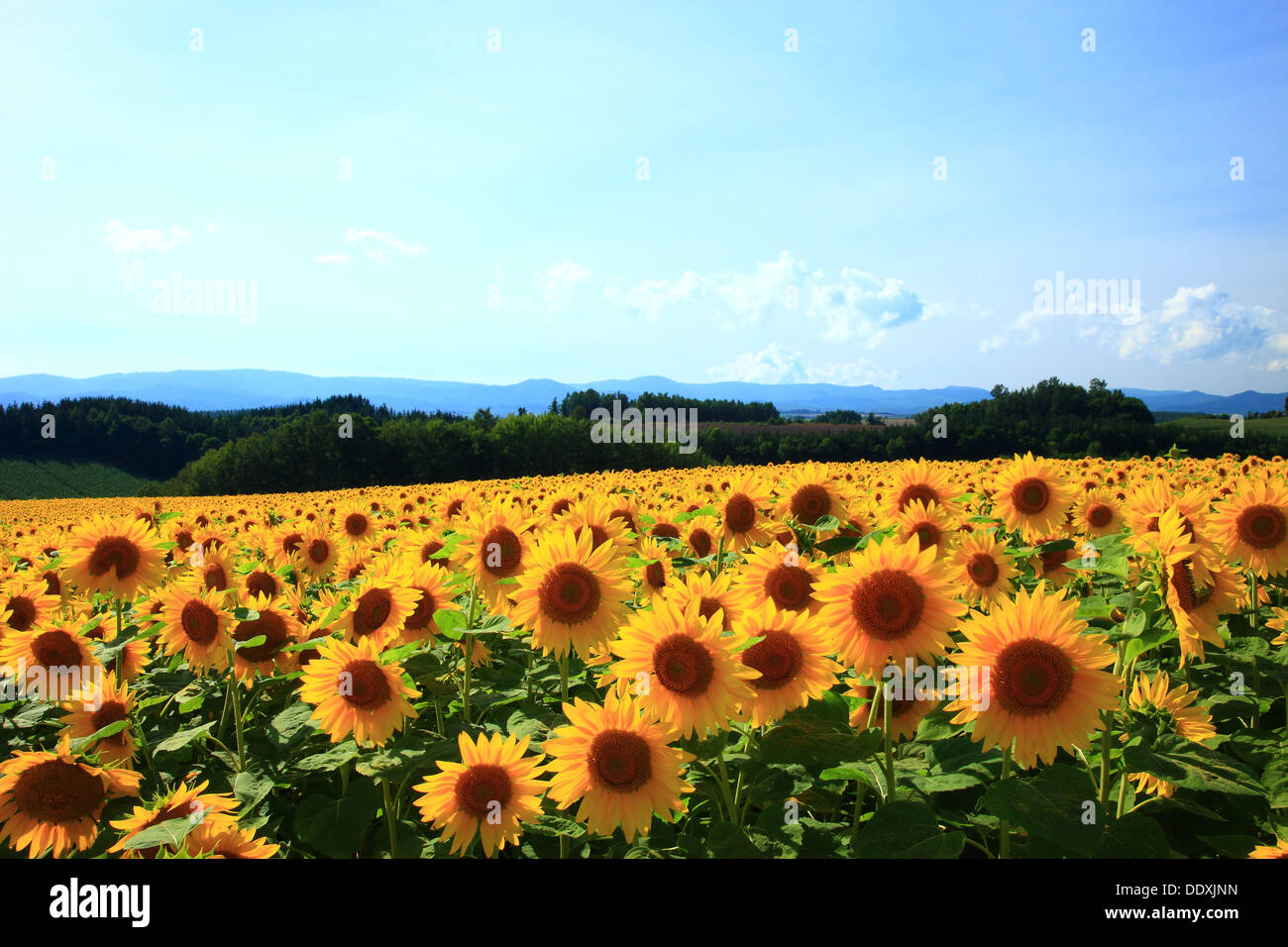 Sunflower field and sky, Hokkaido Stock Photo - Alamy