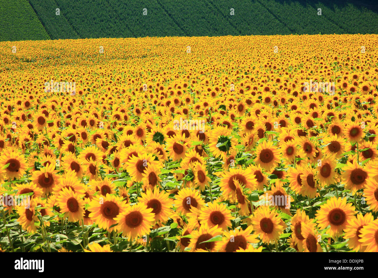 Sunflower field, Hokkaido Stock Photo - Alamy