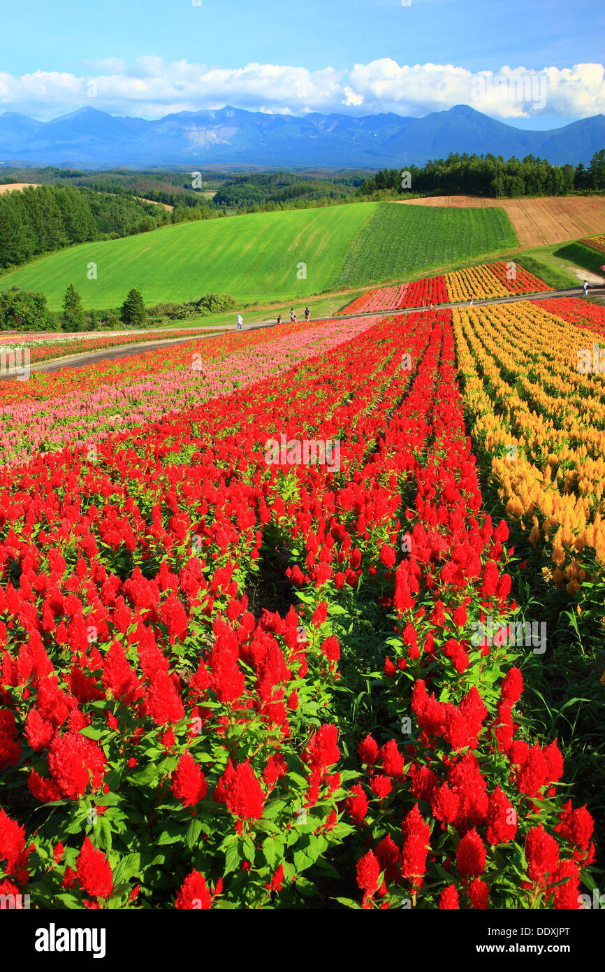 Flower field in the countryside, Hokkaido Stock Photo - Alamy