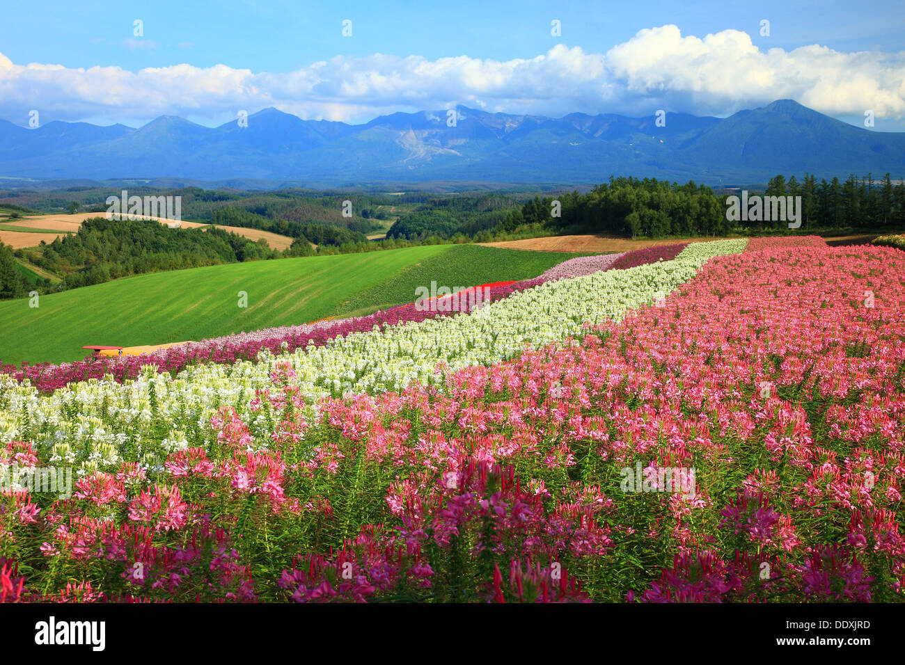 Flower field in the countryside, Hokkaido Stock Photo - Alamy