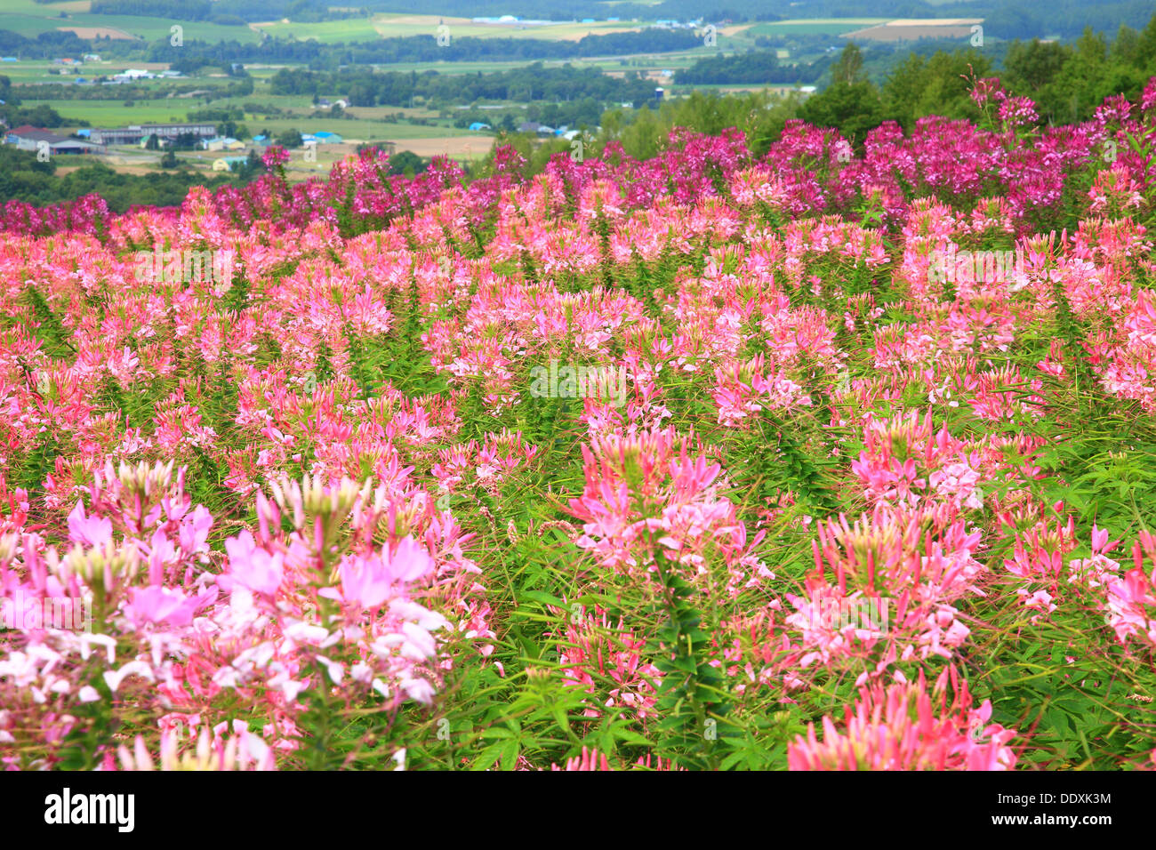 Flower field in the countryside, Hokkaido Stock Photo - Alamy