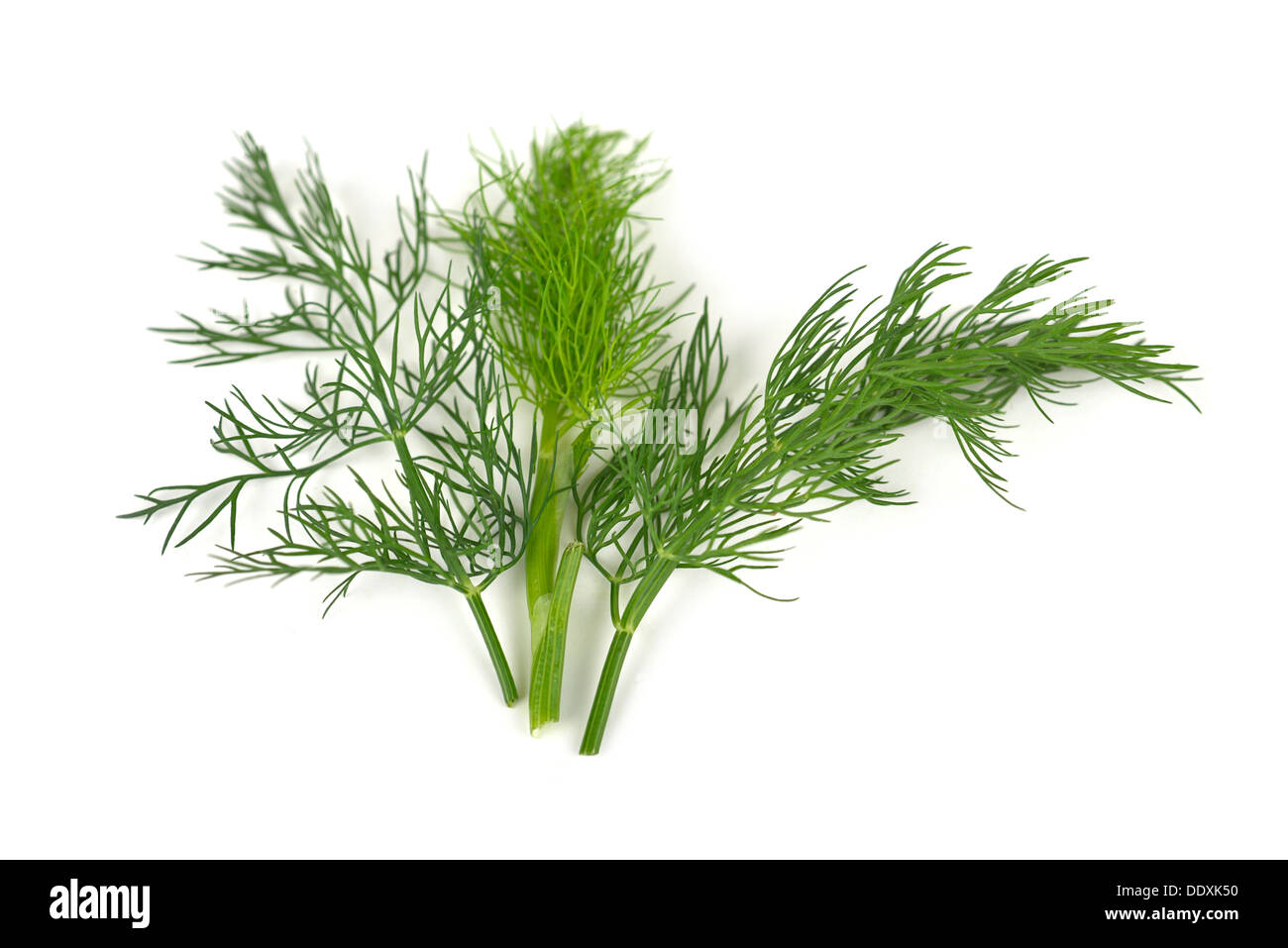Fresh dill herb hi-res stock photography and images - Alamy