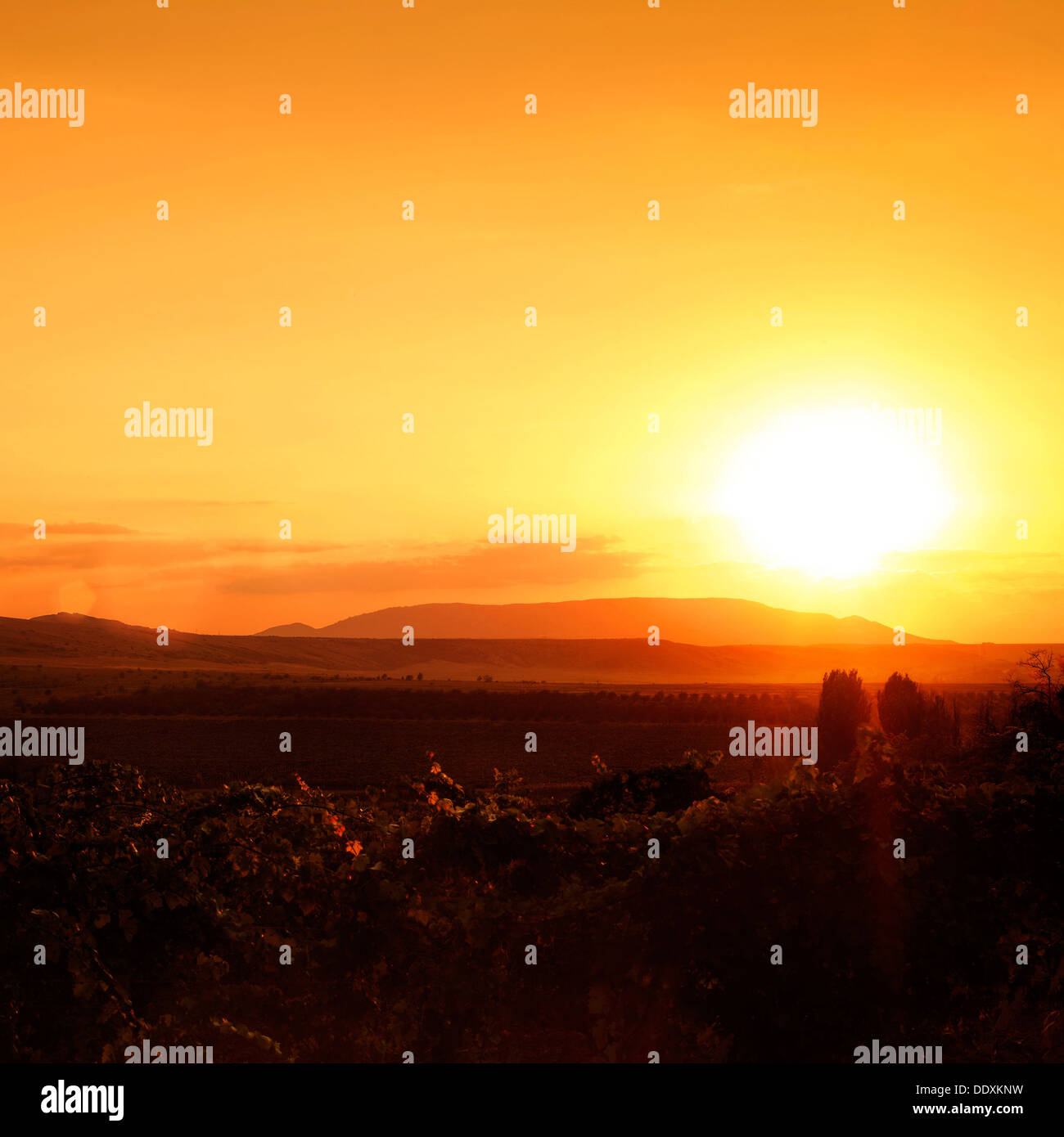 Abstract wine vineyard hi-res stock photography and images - Alamy