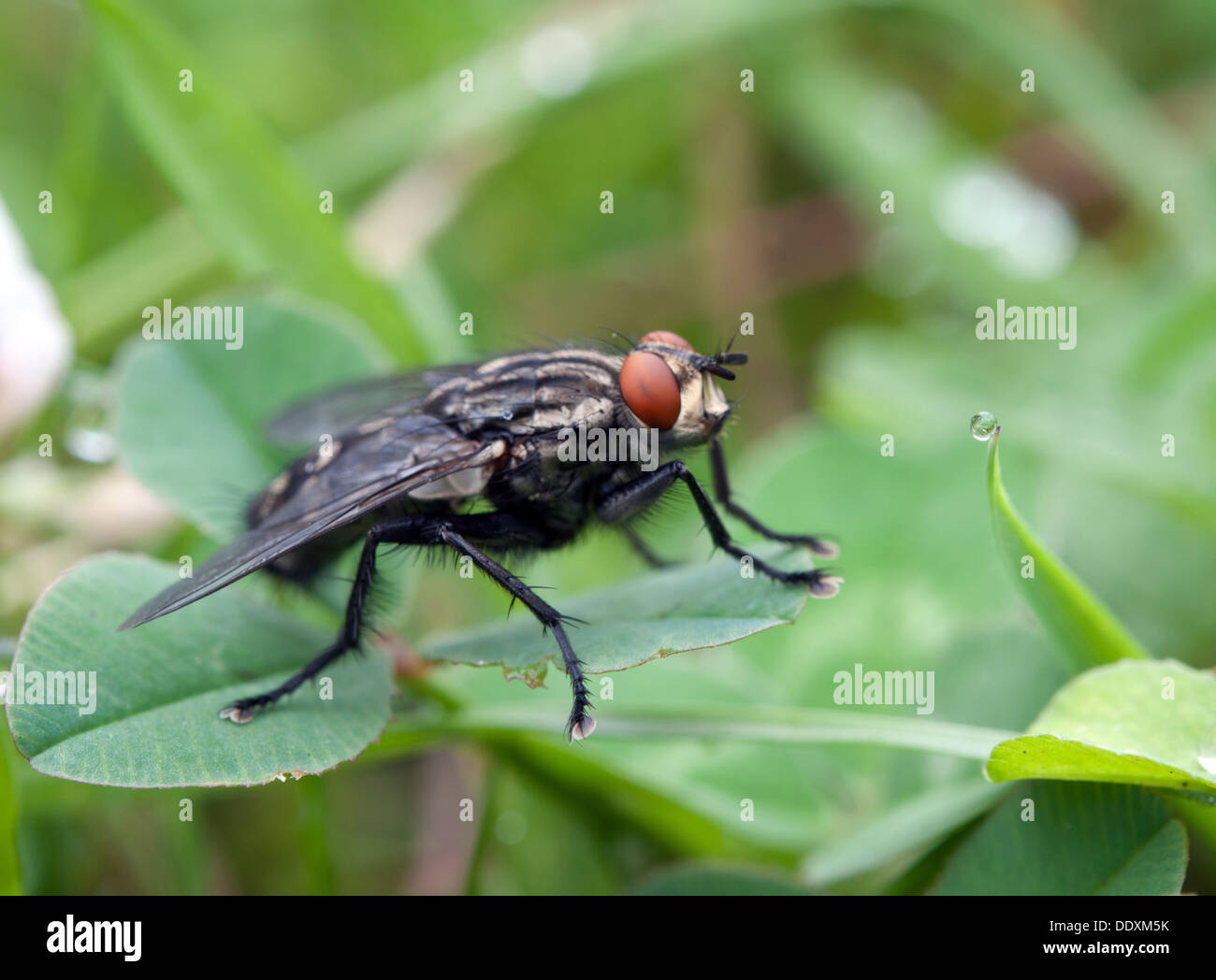 Flowers fly insect hi-res stock photography and images - Alamy