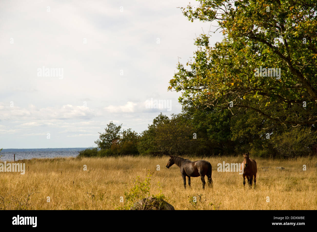 Autumn scene horses hi-res stock photography and images - Alamy