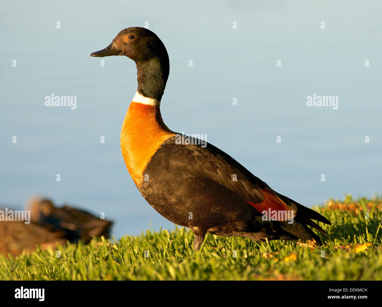 Australian shelduck hi-res stock photography and images - Alamy