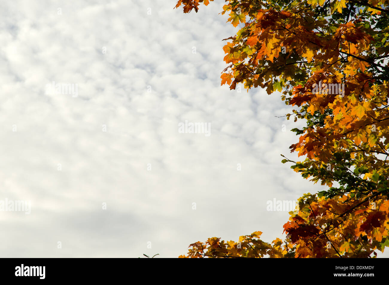 Autumn leaves and cloudy sky Stock Photo - Alamy