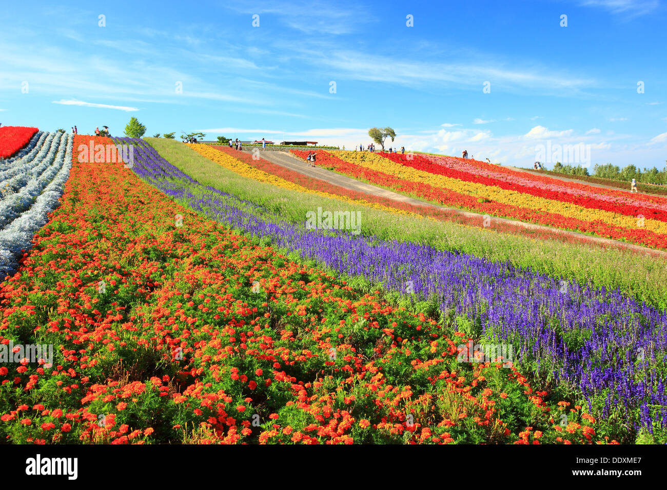 Flower field in the countryside, Hokkaido Stock Photo - Alamy