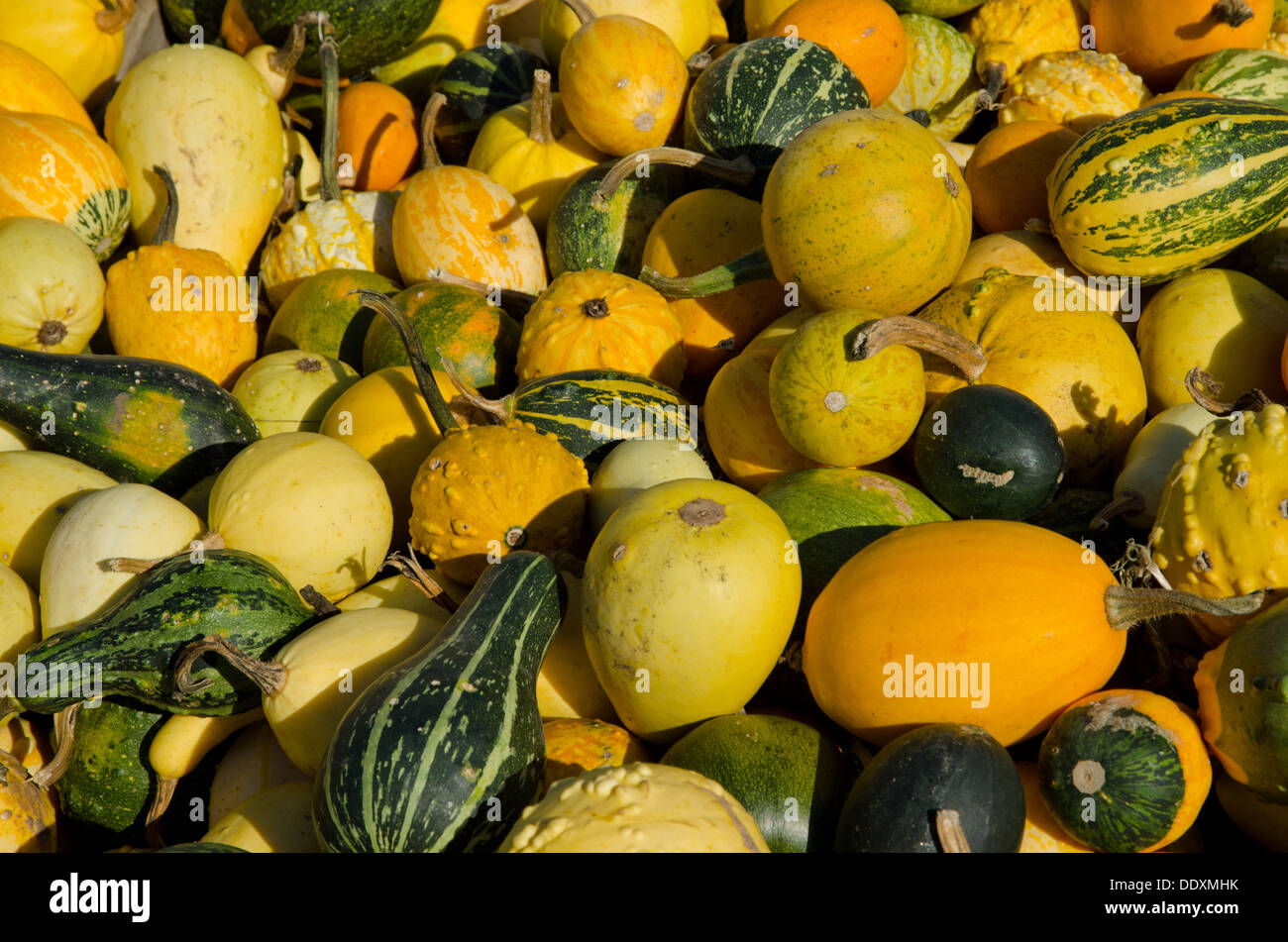 Green and yellow pumpkins Stock Photo - Alamy