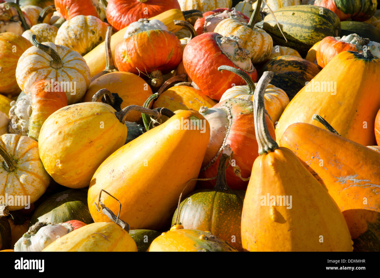 Sunshine variety squash hi-res stock photography and images - Alamy