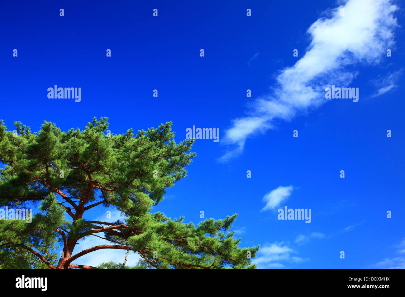 Pine tree and sky with clouds Stock Photo - Alamy