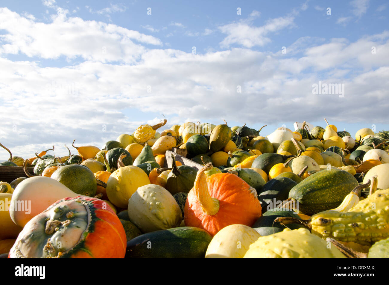 Different colored pumpkins hi-res stock photography and images - Alamy
