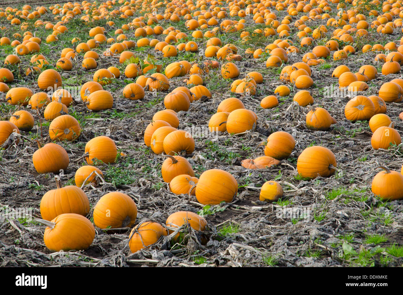 Field with pumpkins hi-res stock photography and images - Alamy