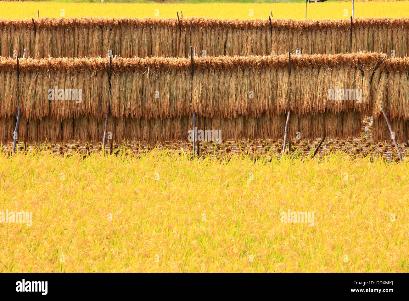 Rice ears drying hi-res stock photography and images - Alamy