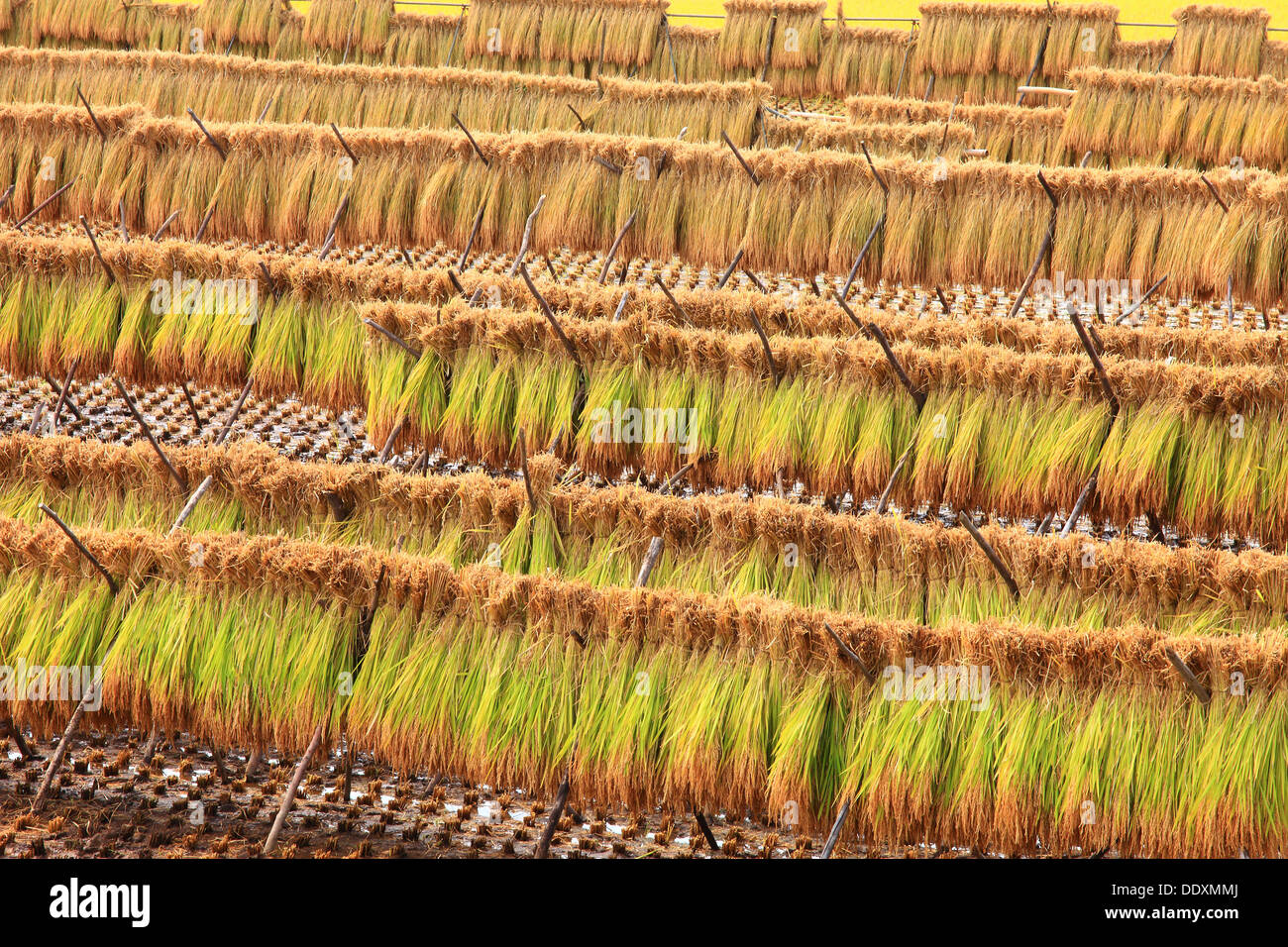 Rice ears drying hi-res stock photography and images - Alamy