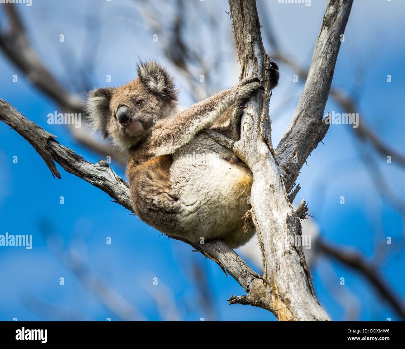 Koala on Eucalyptus Tree Stock Photo - Alamy