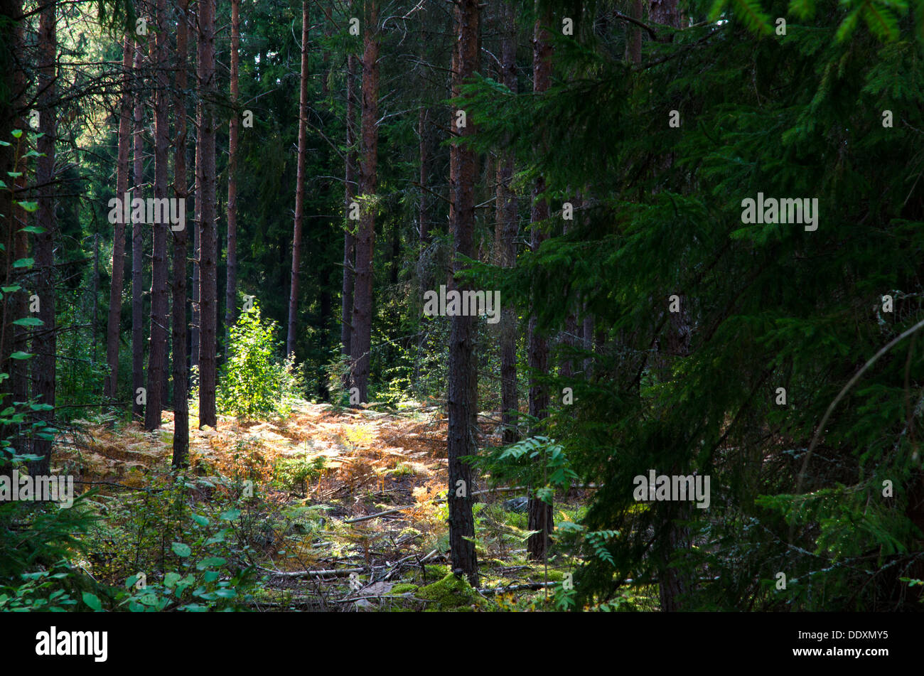 Sunlight glade forest leaves hi-res stock photography and images - Alamy