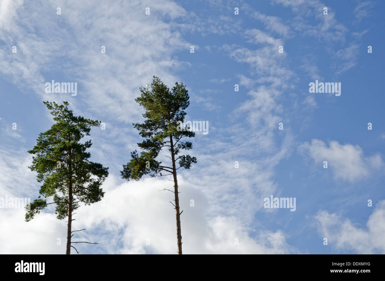 Two needle pine hi-res stock photography and images - Alamy