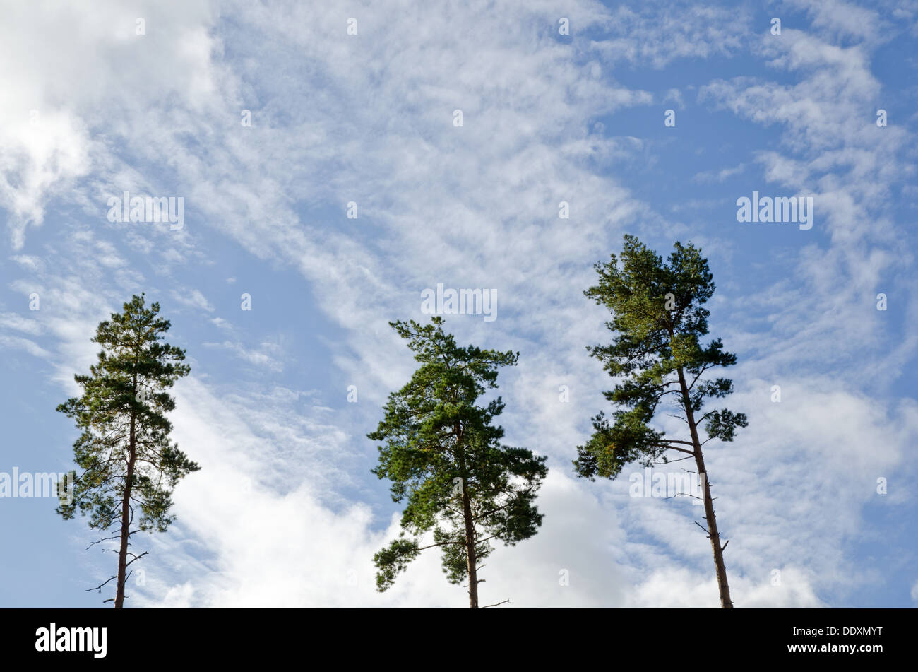 Three needle pine hi-res stock photography and images - Alamy