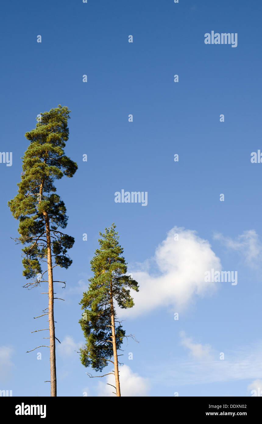 Two pine trees hi-res stock photography and images - Alamy