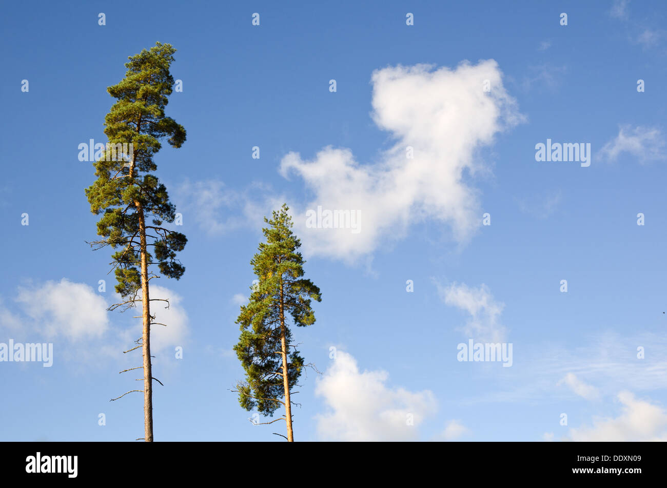 White image of tall trees hi-res stock photography and images - Alamy