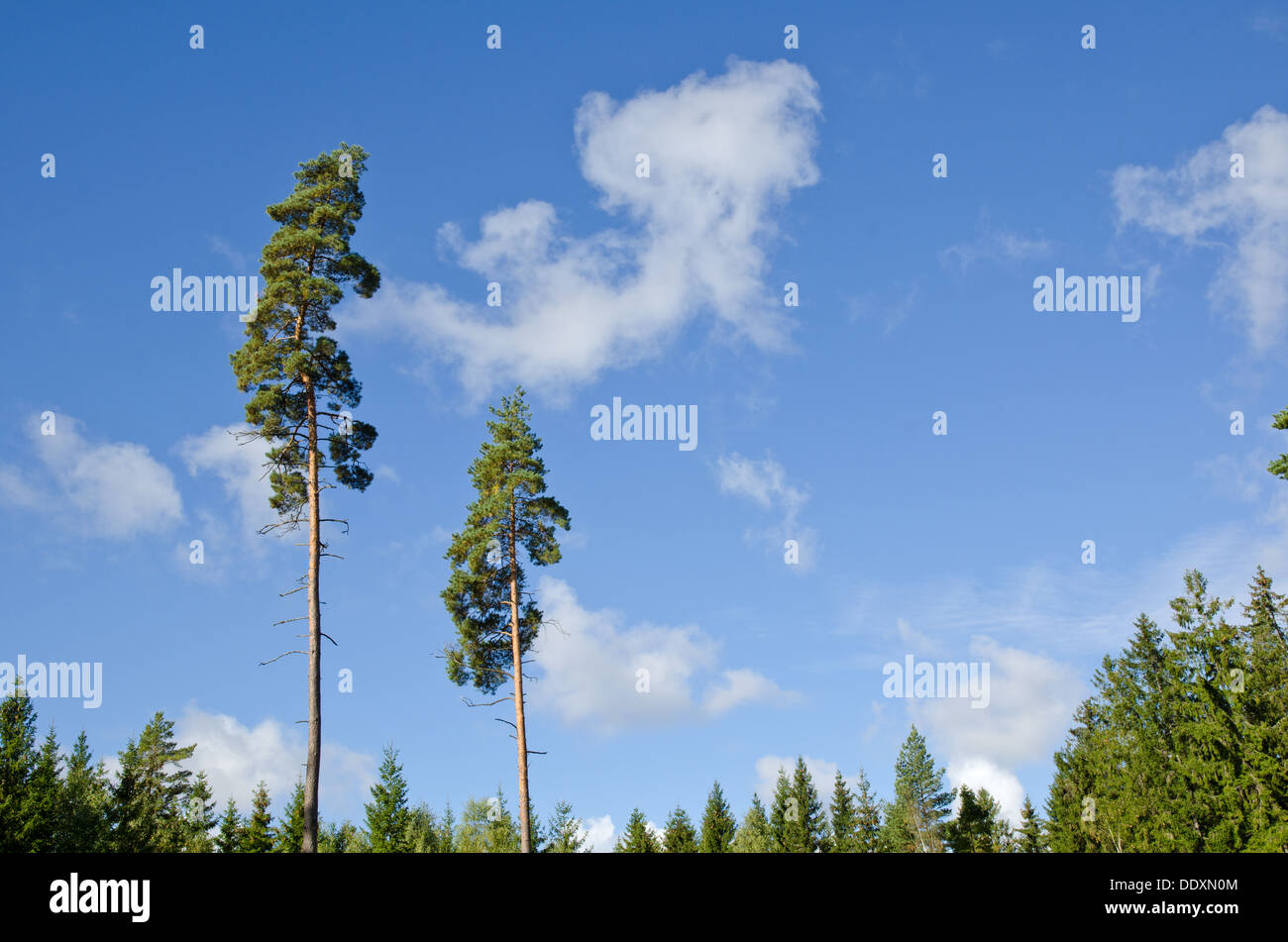 Two tall pine trees in a spruce forest Stock Photo - Alamy