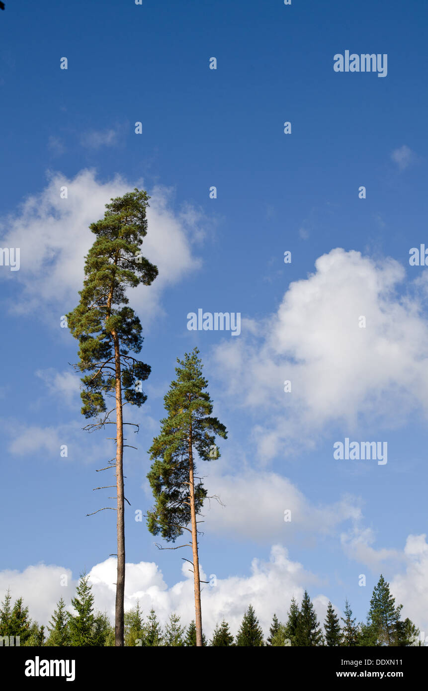 Two tall trees hi-res stock photography and images - Alamy