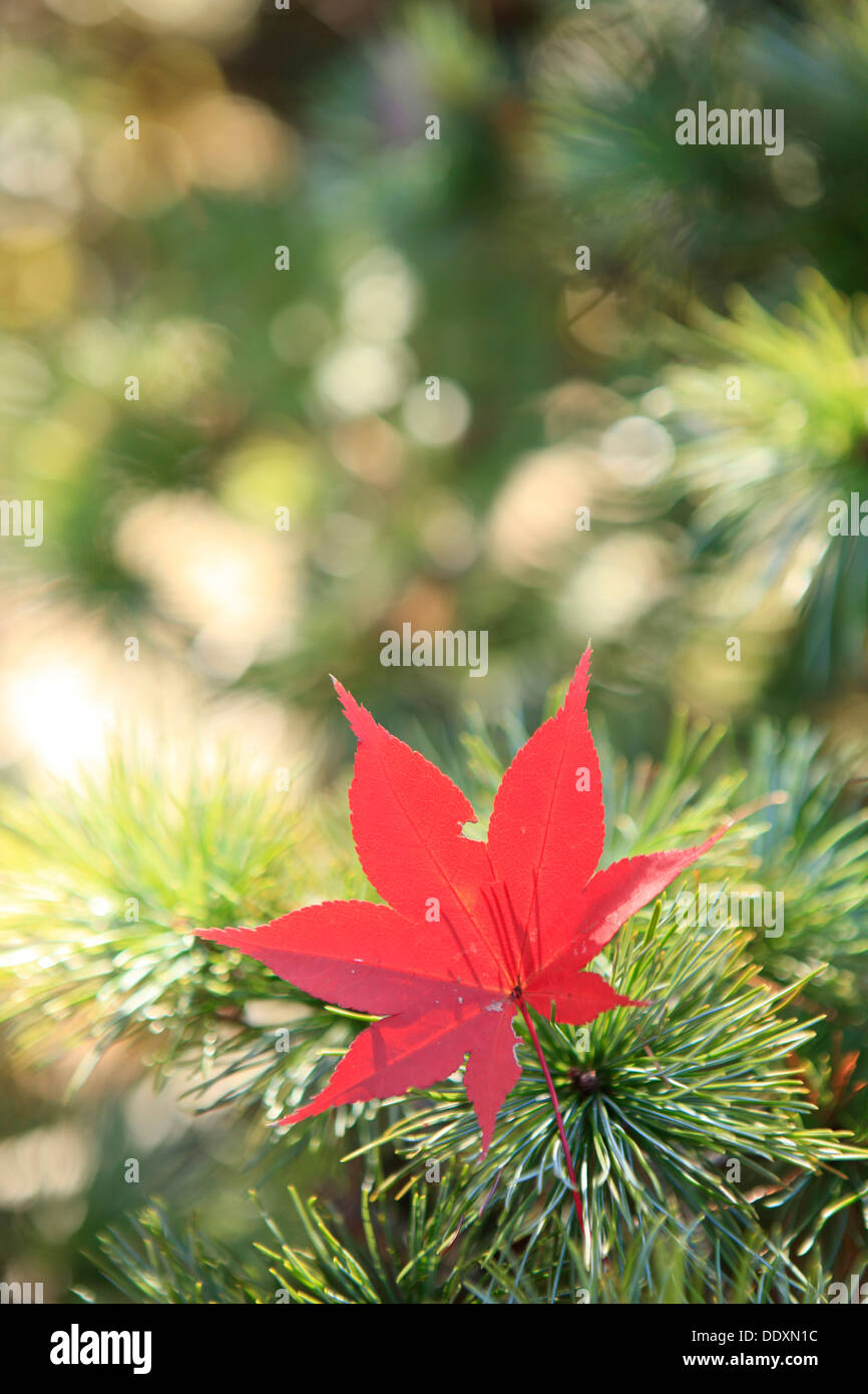 Red maple leaf hi-res stock photography and images - Alamy