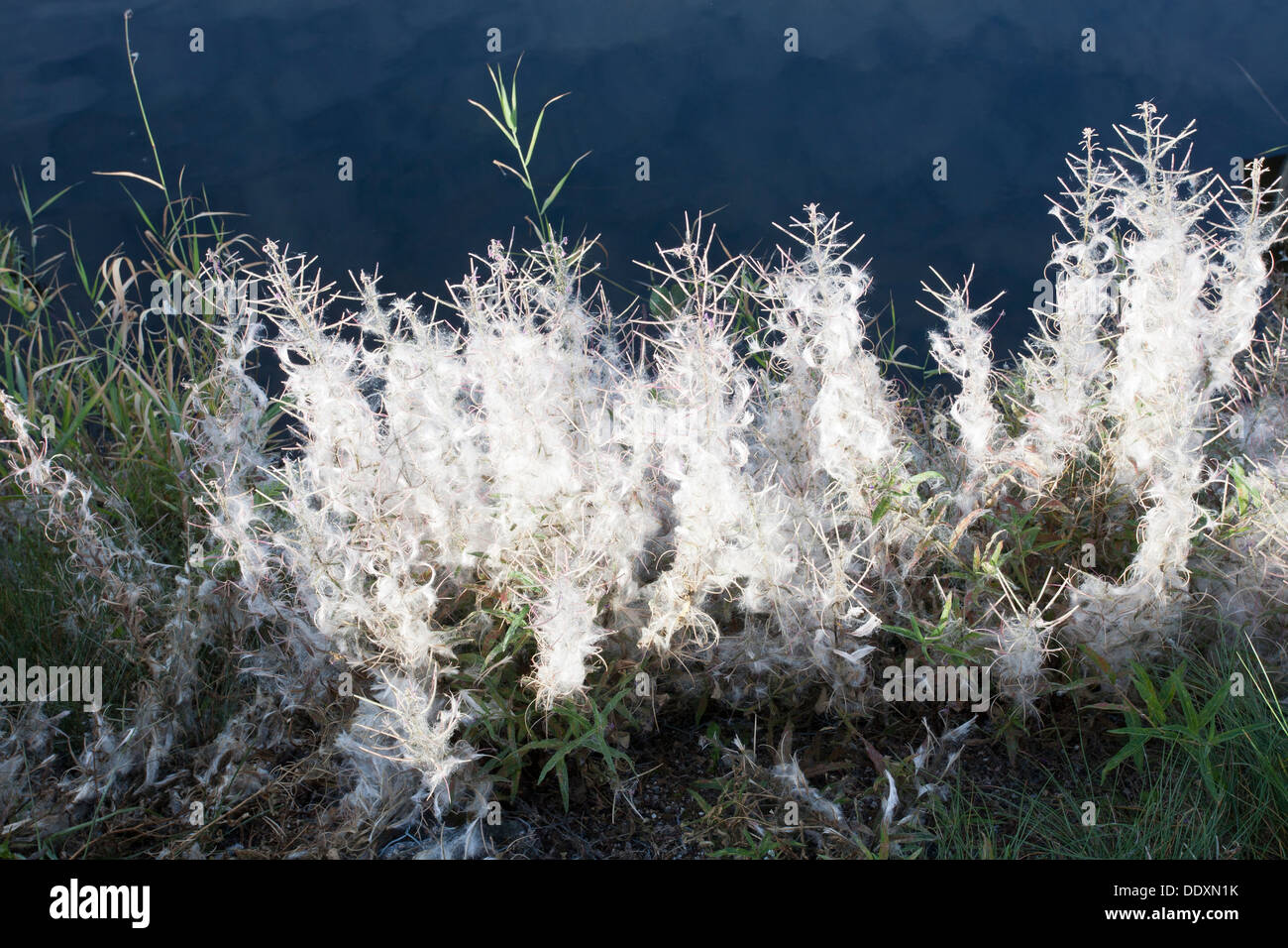 Fireweed angustifolium seed hi-res stock photography and images - Alamy
