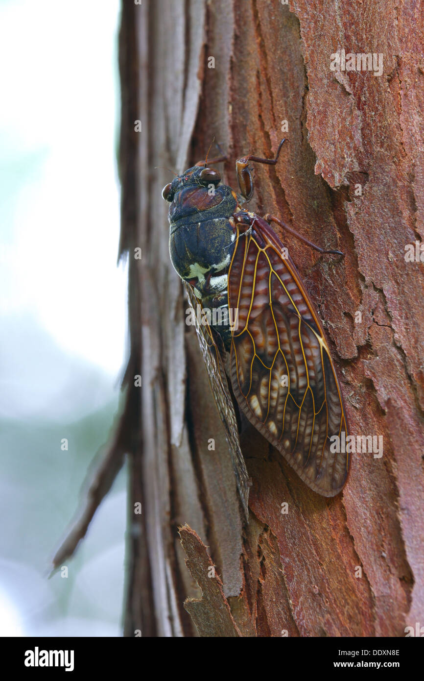 Cicada on a tree Stock Photo - Alamy