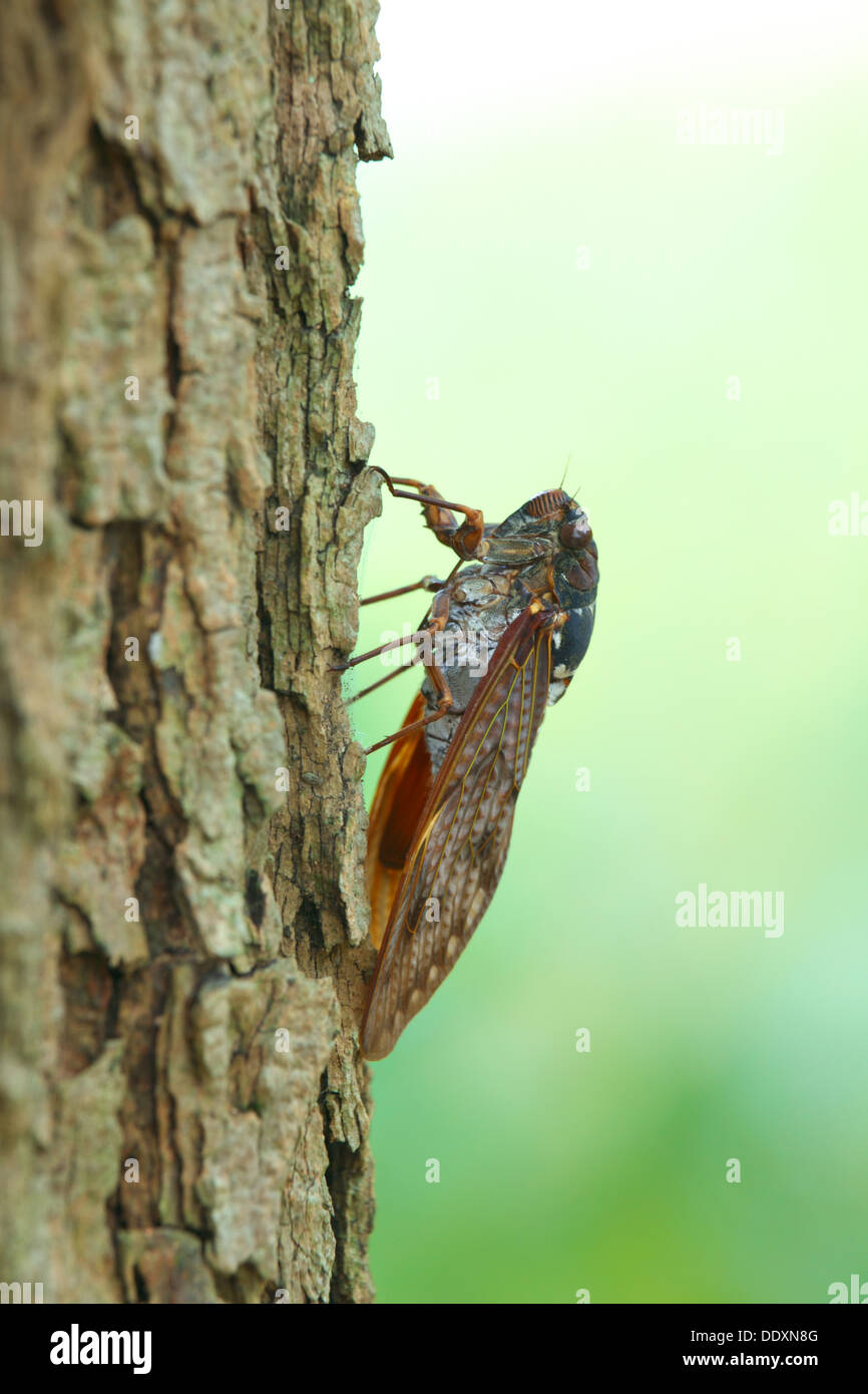 Cicada on a tree Stock Photo - Alamy