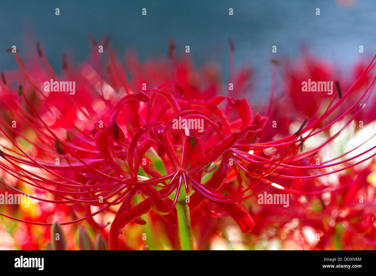 Red spider lilies Stock Photo - Alamy