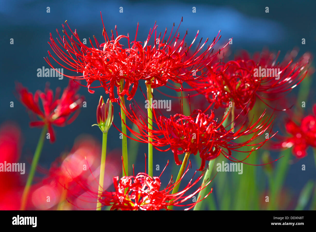 Spider lilies hi-res stock photography and images - Alamy